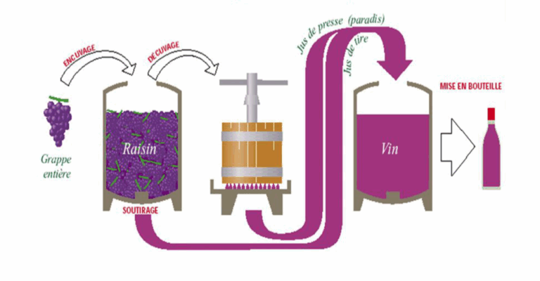 Tout savoir sur la macération en vinification